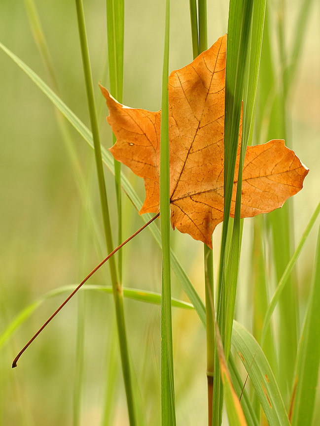 Classic Photographer's Quote - Mike Moats - Award Winning Macro ...