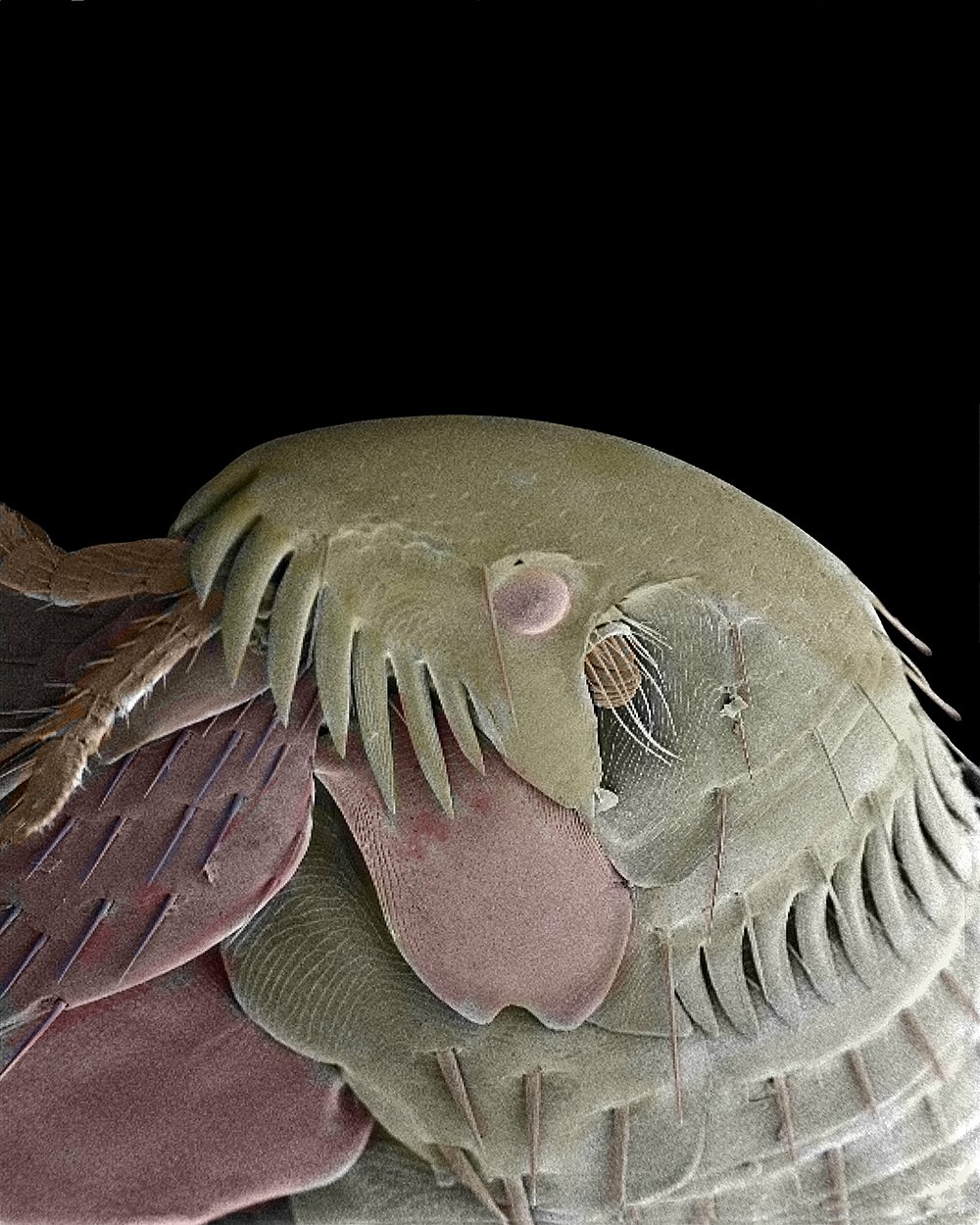 Scanning Electron Microscope - Jim Zuckerman photography & photo tours