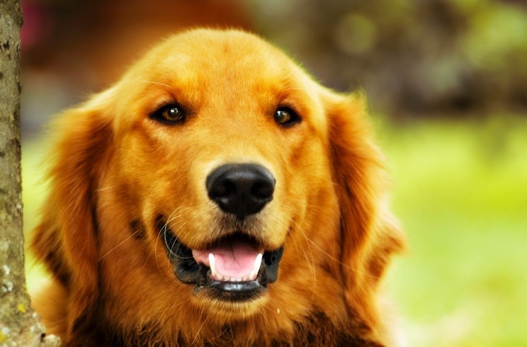 Whitaker Farm Goldendoodles - Whitaker Farm