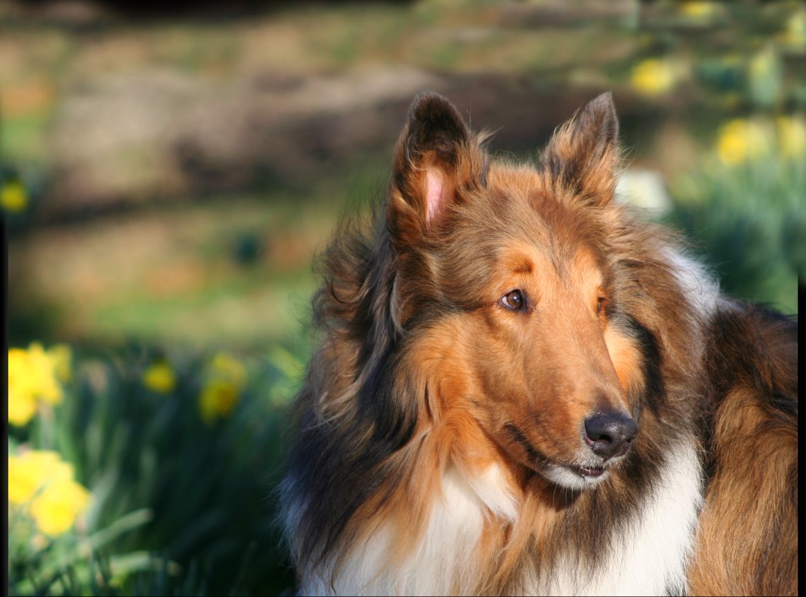 ABOUT US - Tri Color Photography