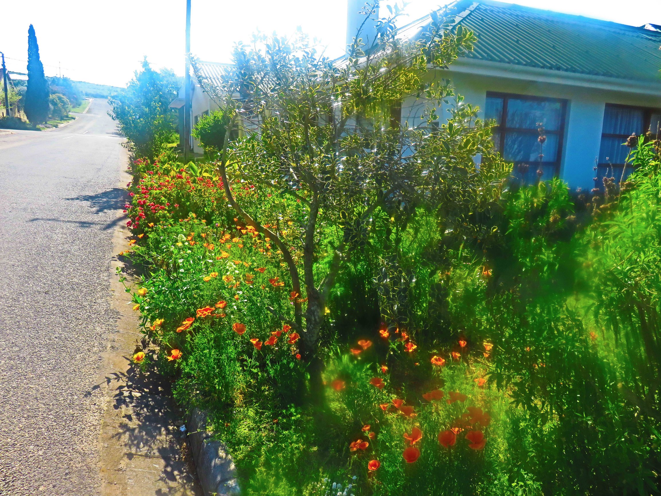 Darling, Town of Flowers -- Part One - Change Your Life Travels