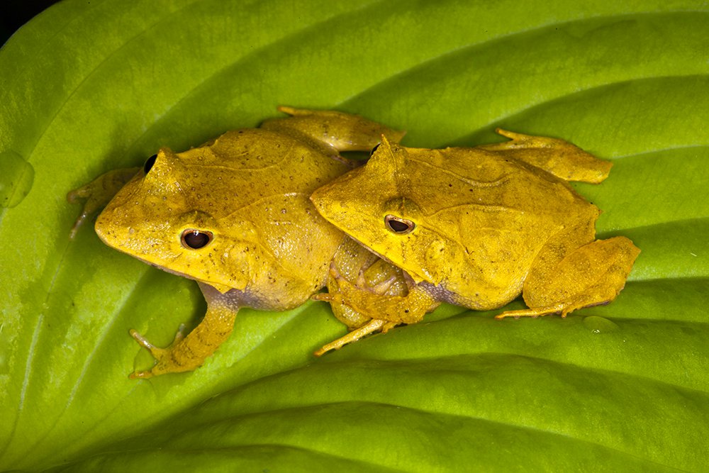 Lovable Frogs - Jim Zuckerman photography & photo tours