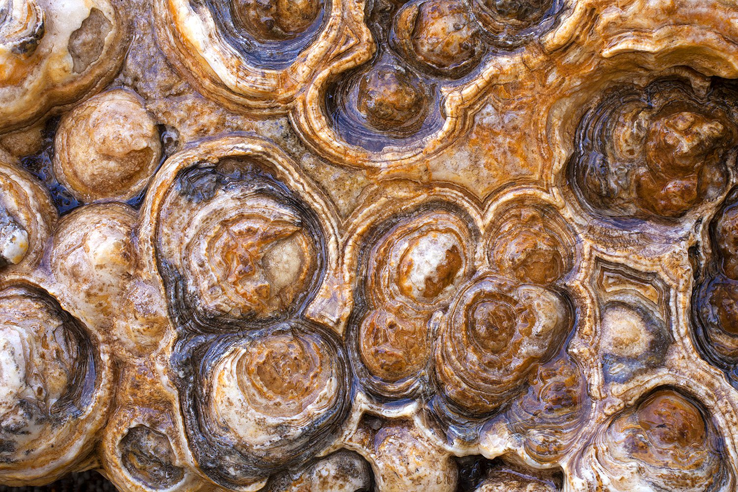 Patterns of Nature - Jim Zuckerman photography & photo tours