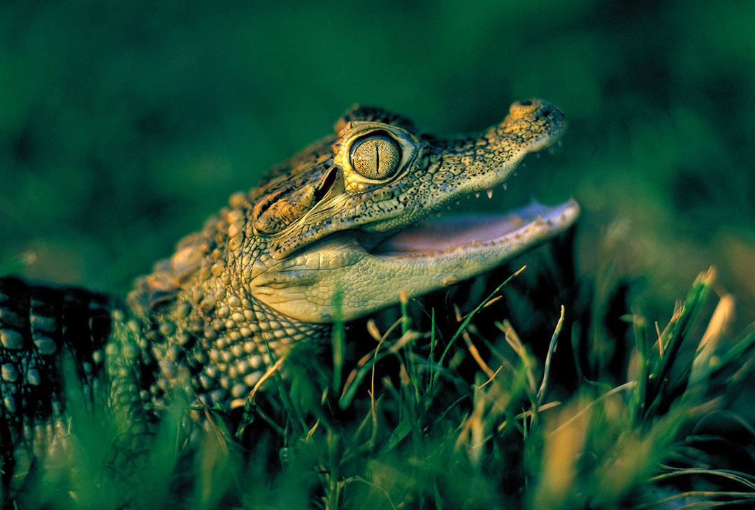 Baby caiman - Jim Zuckerman photography & photo tours