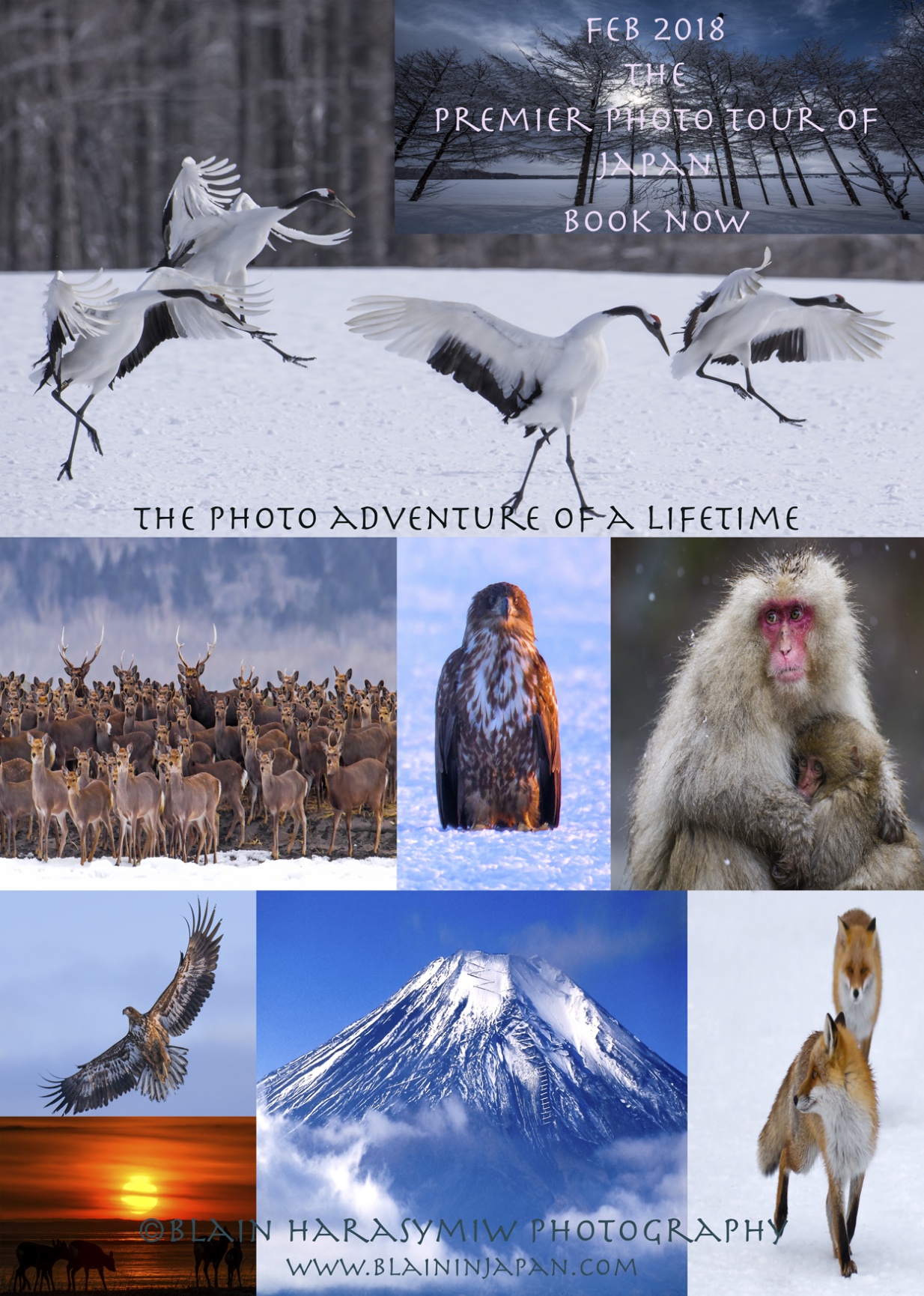 Japans Premier Nature Photography Tour - Blain Harasymiw Photography