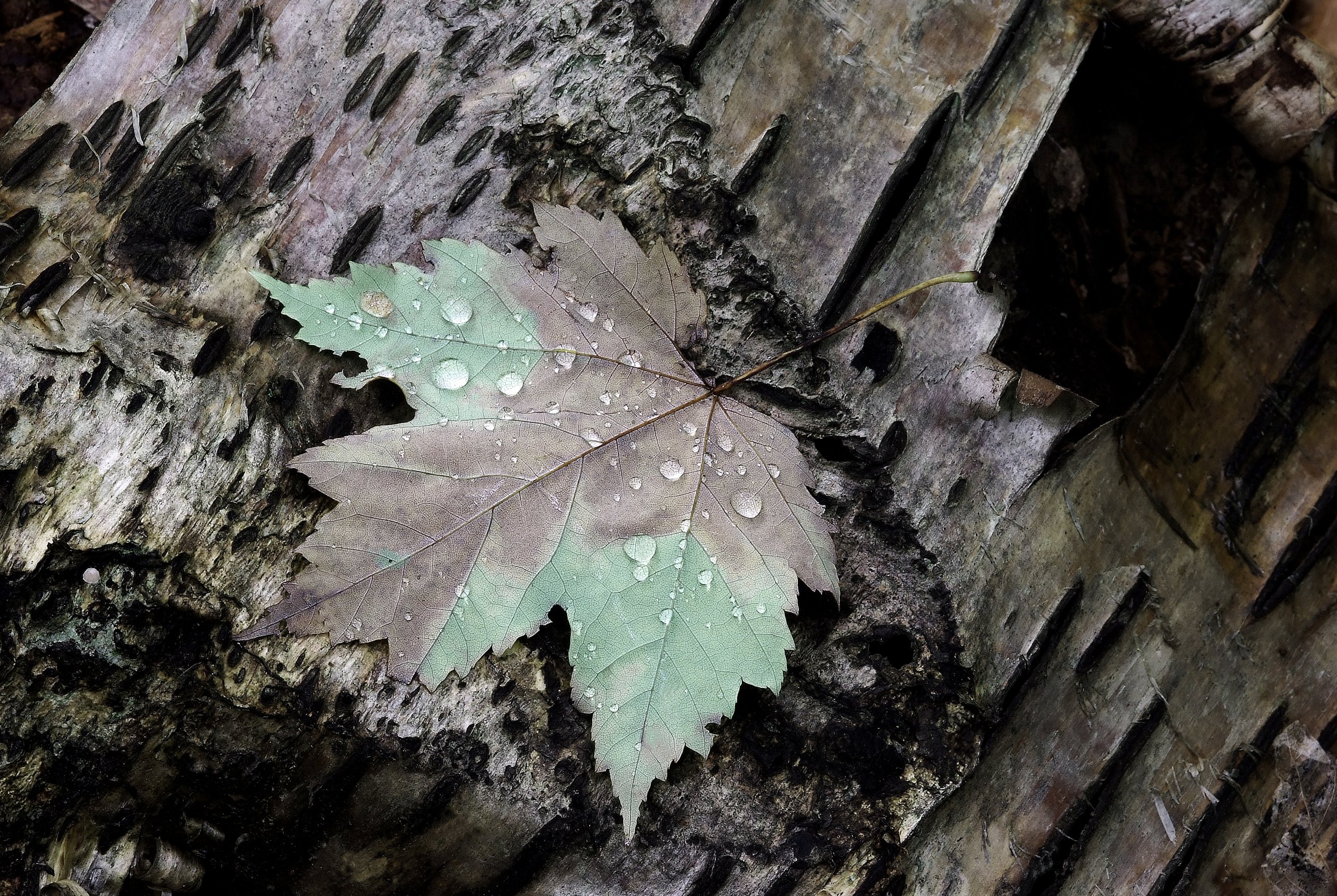 Macro Leaves by Mike Moats | Award Winning Macro Photographer ...