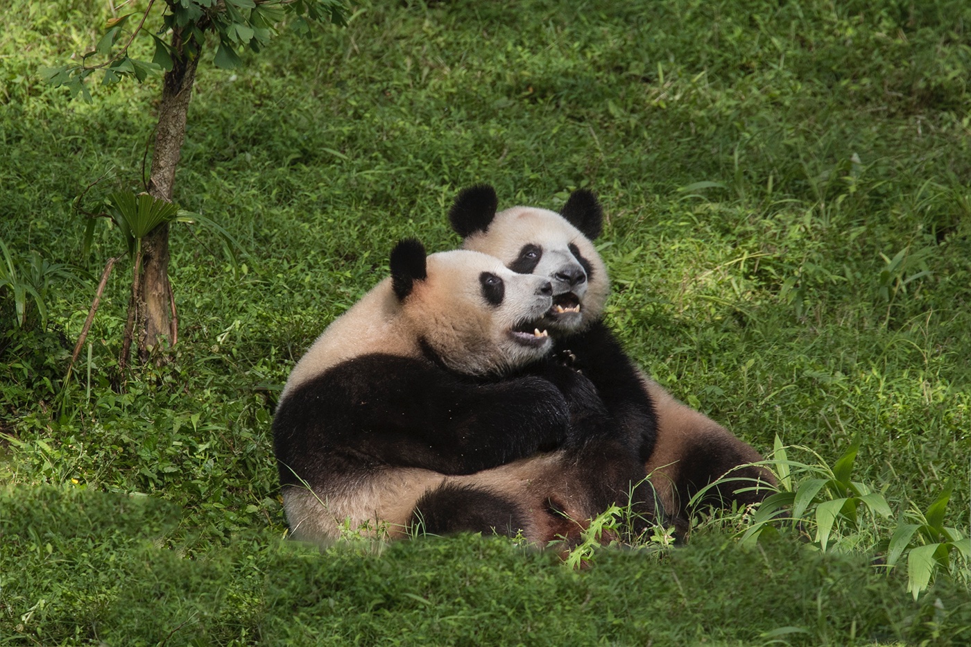 Panda playmates - Jim Zuckerman photography & photo tours