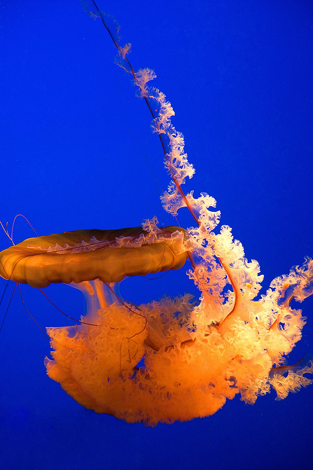 Marine Life - Jim Zuckerman photography & photo tours