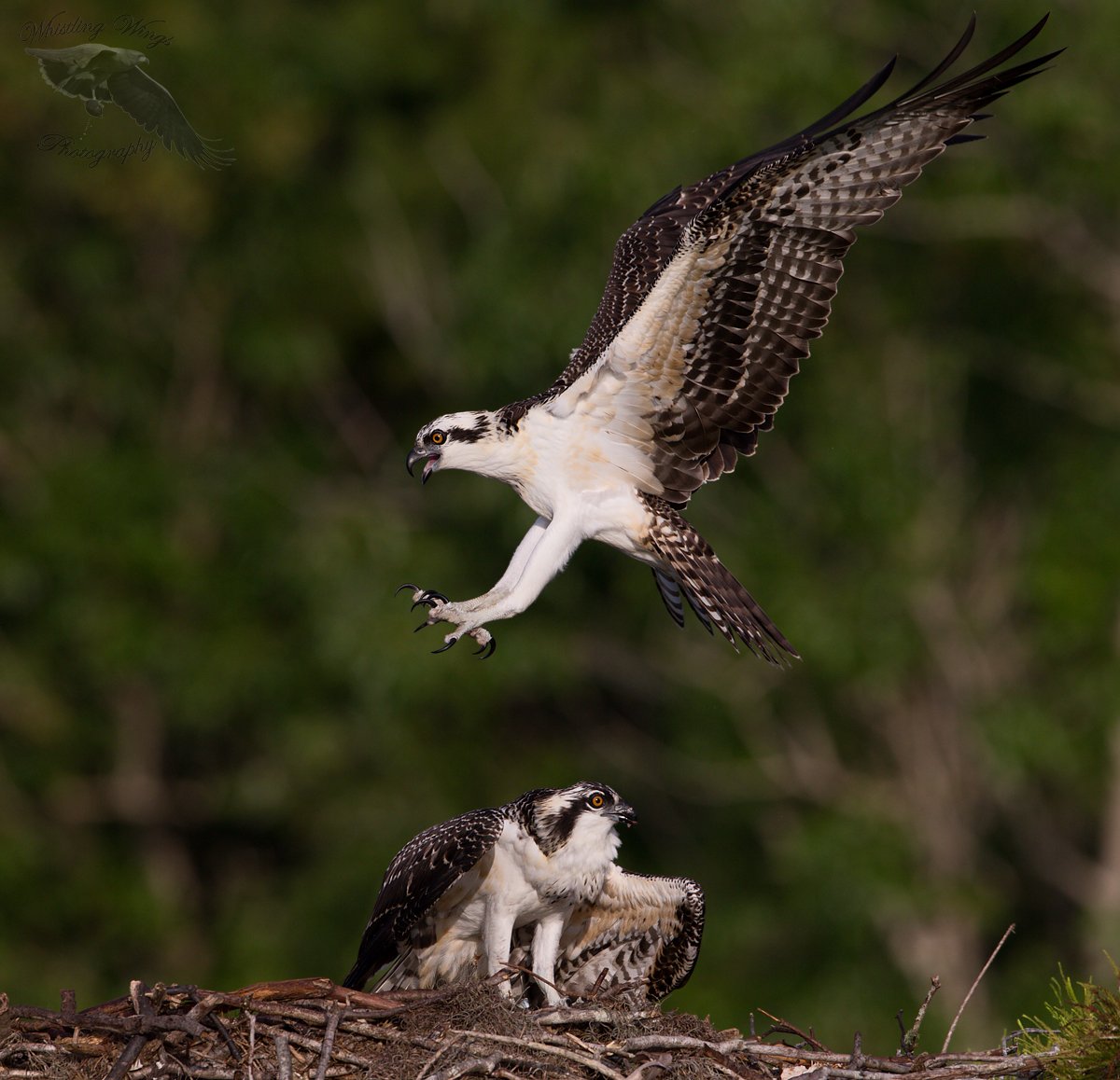 Osprey-nesting - Whistling Wings Photography