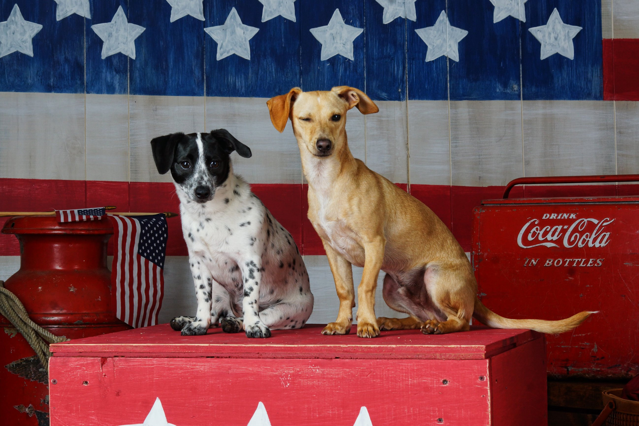 HOME - Yellow Dog Portrait Co.