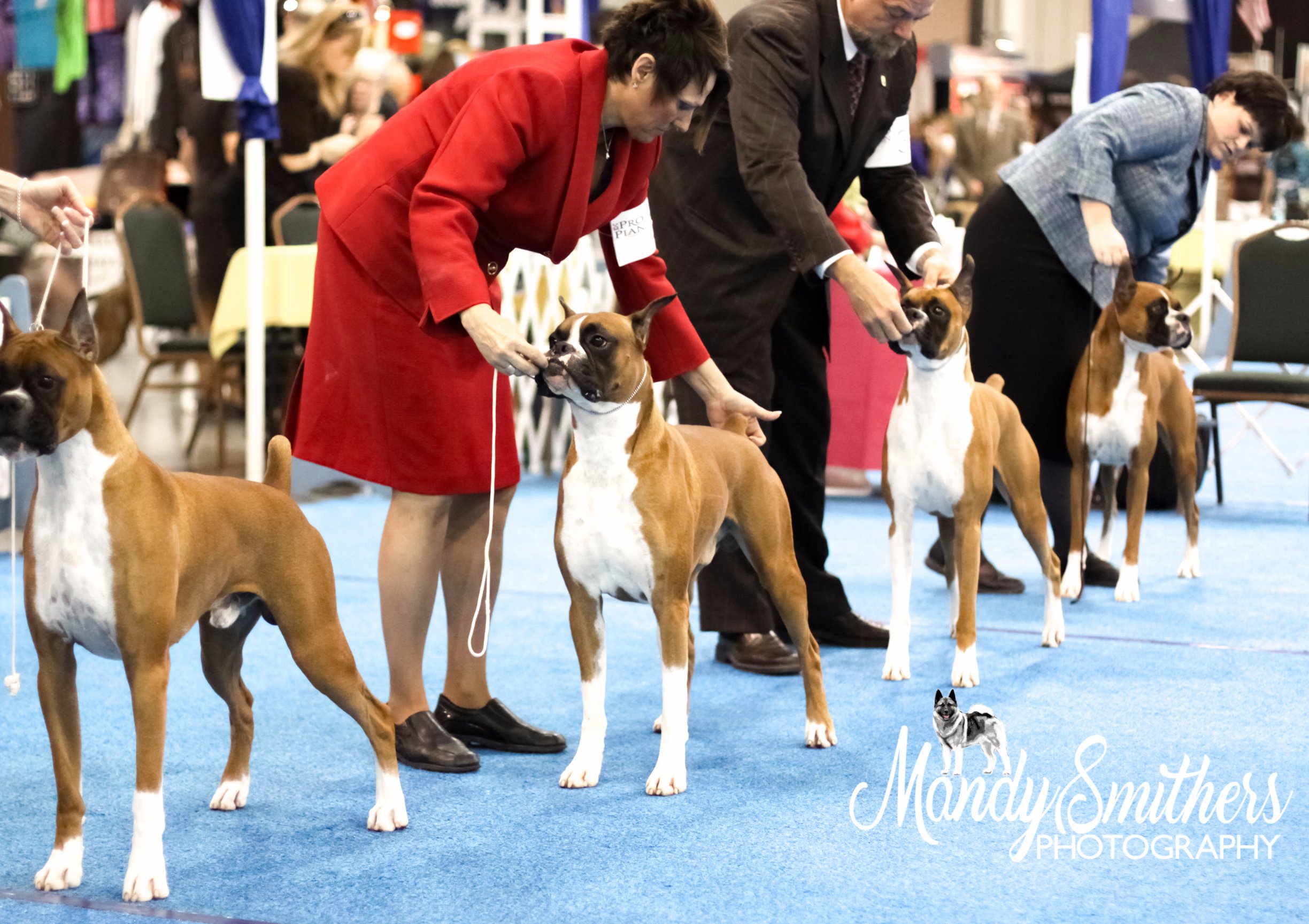 Dog Show Ringside Movement Pictures - Mandy Smithers Photography