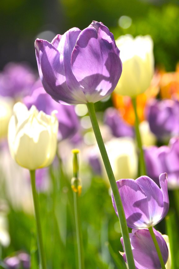 SUBURBAN - Jon Bierman