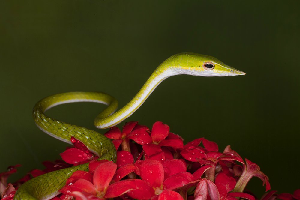 Asian Nature - Jim Zuckerman photography & photo tours