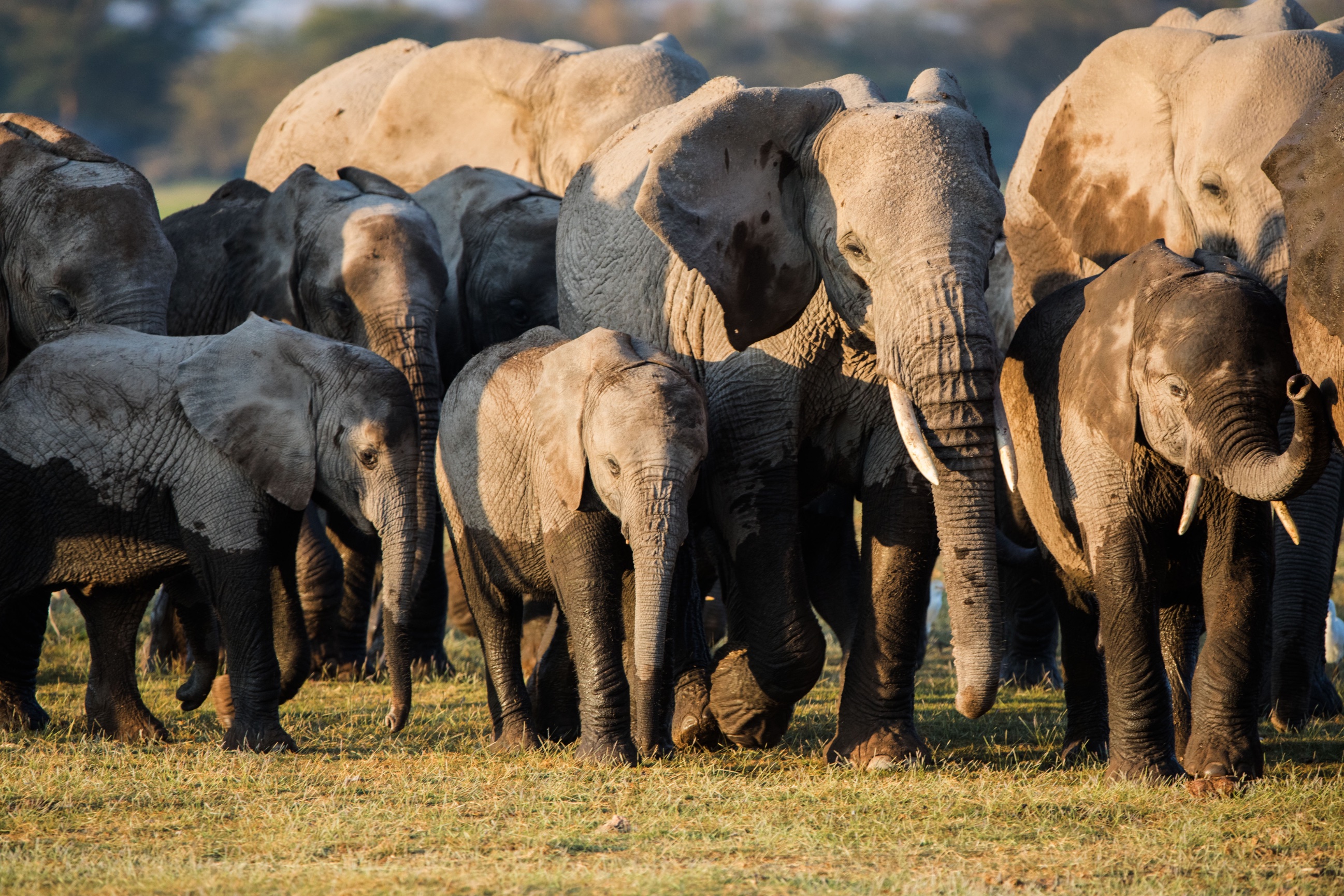 The Elephants of Amboseli National Park, Kenya - Matilde Simas Photography