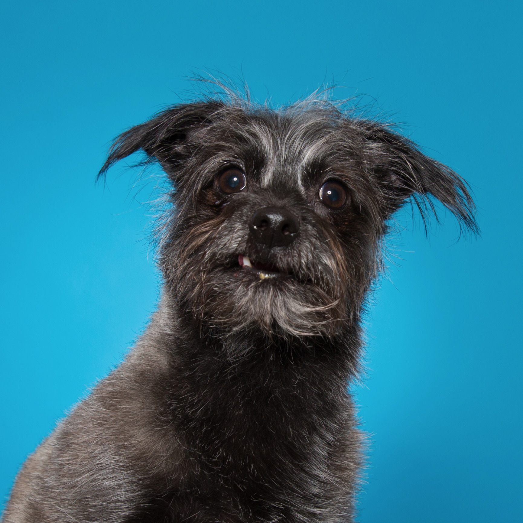 Pretty Dog Portraits - Los Angeles Pet Photography of Diana Lundin