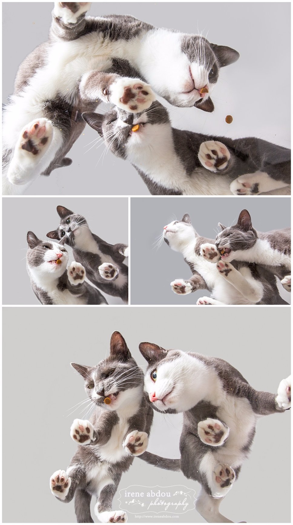 Quirky, Funny Cat Photography