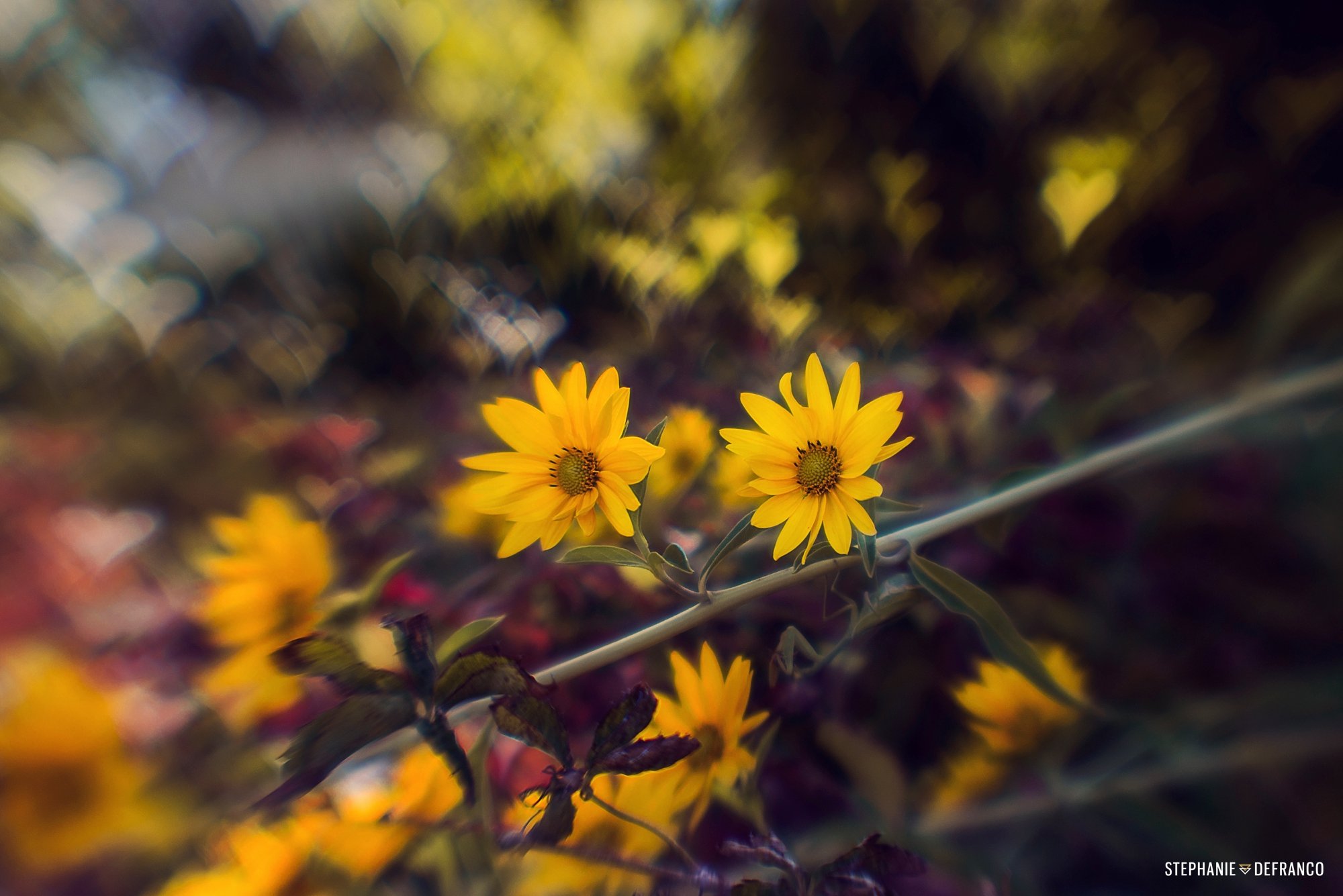 Lensbaby Creative Bokeh Optic - Stephanie DeFranco Photography
