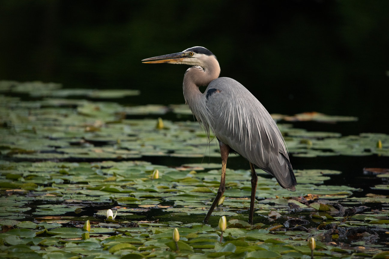 WILDLIFE - Rick Tango Photographer