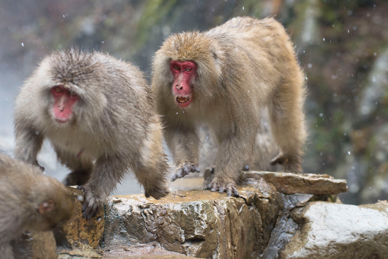 Wild Snow Monkeys - Blain Harasymiw Photography