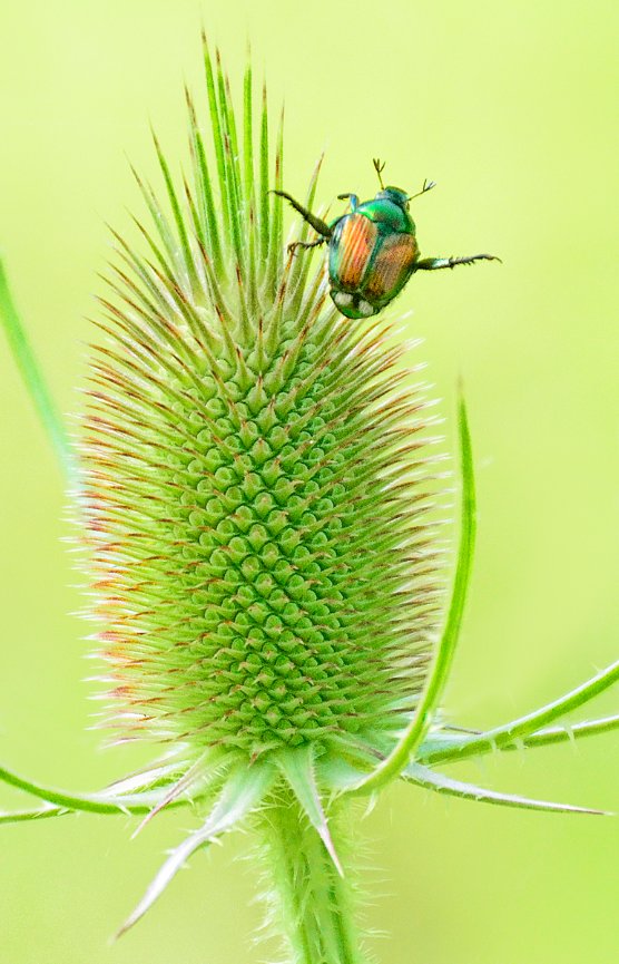 Critters by Mike Moats | Award Winning Macro Photographer | Sterling, MI