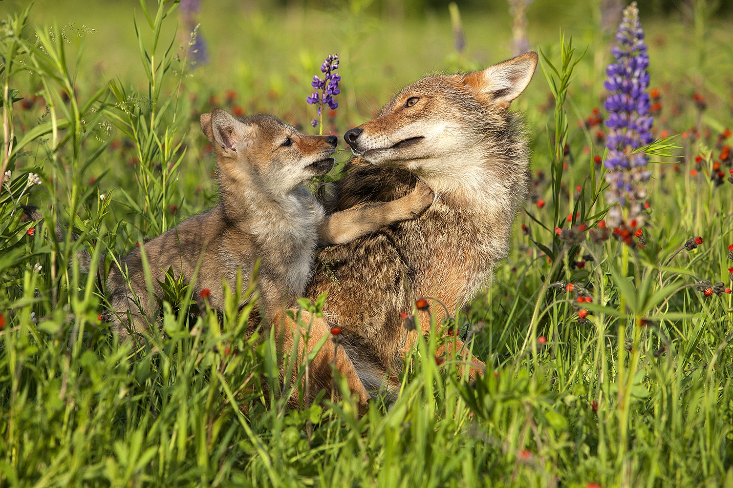 Sunset lighting and AWB - Jim Zuckerman photography & photo tours