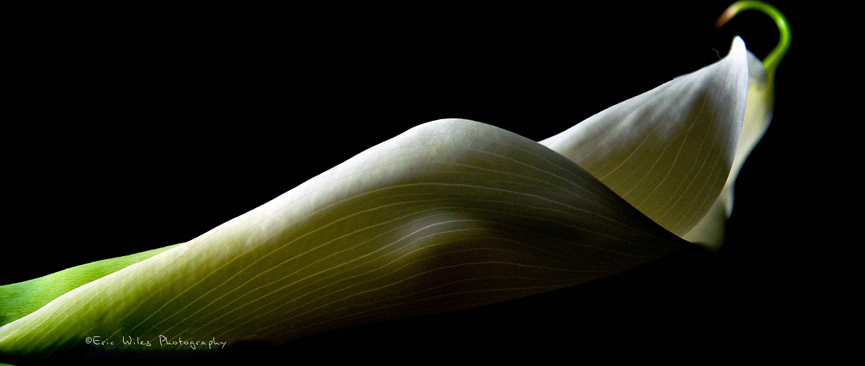 Artist- Eric Wiles Photography