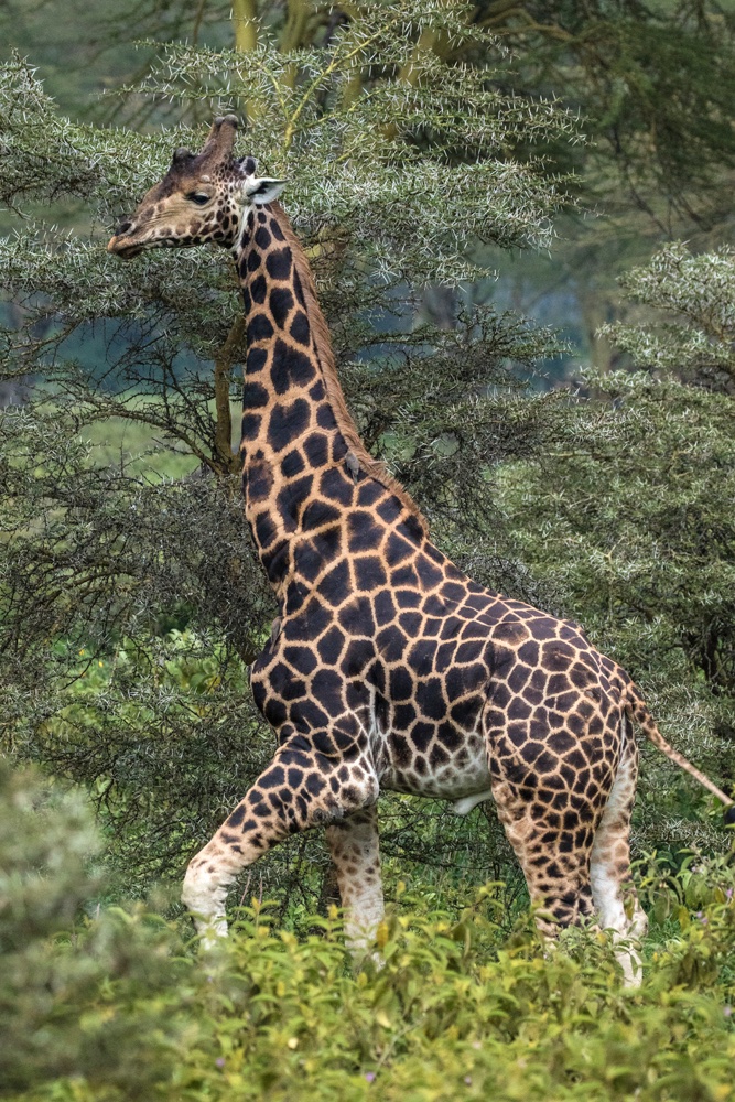 Giraffe in low light - Jim Zuckerman photography & photo tours