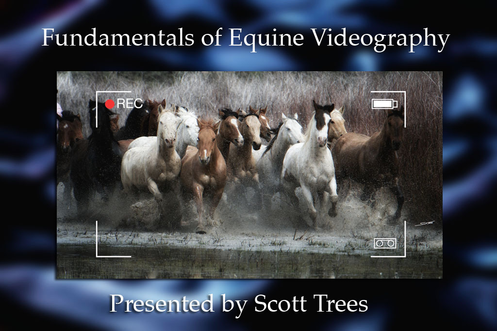 Fundamentals of Equine Videography - Scott Trees Photography