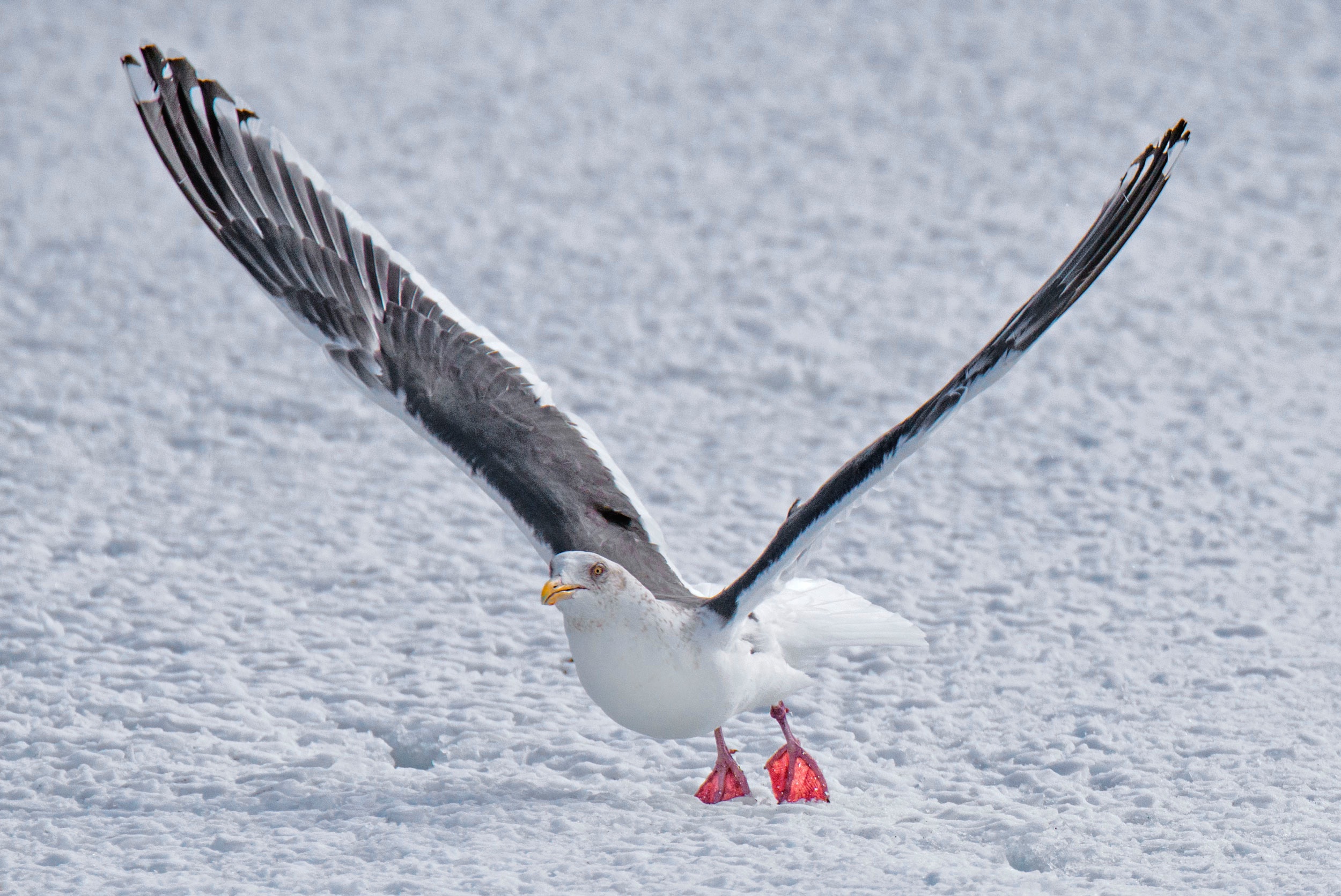 Birds Photography Gallery | Blain Harasymiw Photography