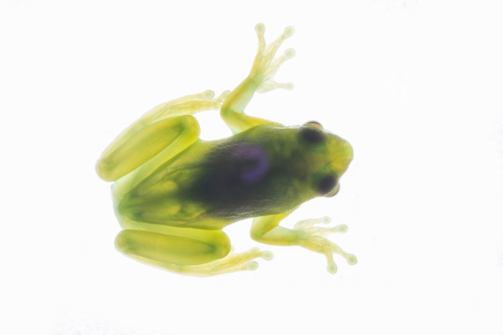 Translucent frog - Jim Zuckerman photography & photo tours
