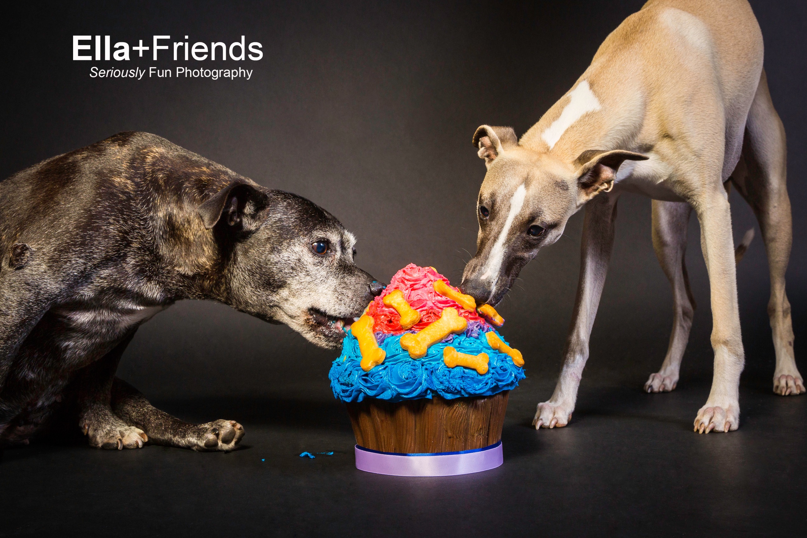 Smash Cake Photoshoot for Dogs Melbourne | Ella + Friends