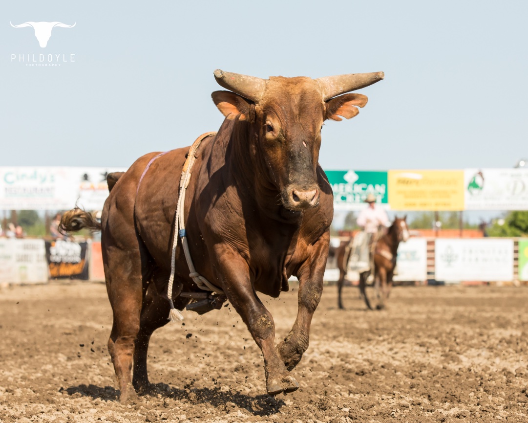 Oakdale Rodeo 2017 - Phillip Doyle Photography