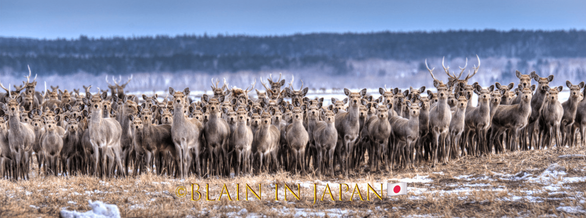 Largest Herd of Ezo Sika Deer Ever Photographed on Our Planet! - JAPAN ...