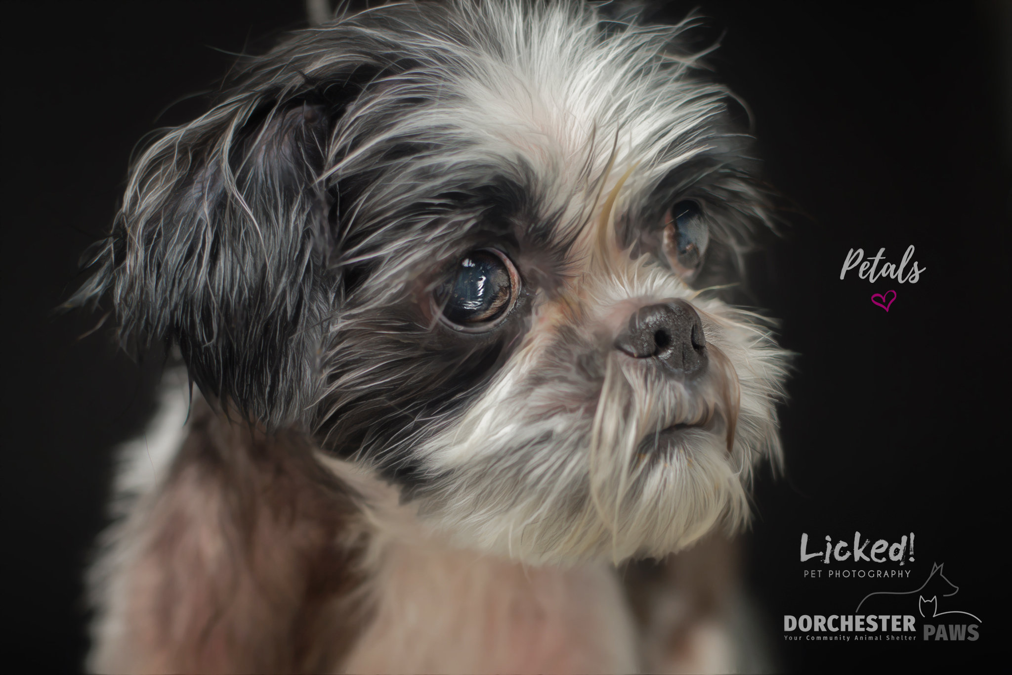 Dorchester Paws: Adopt a Senior Pet Month!