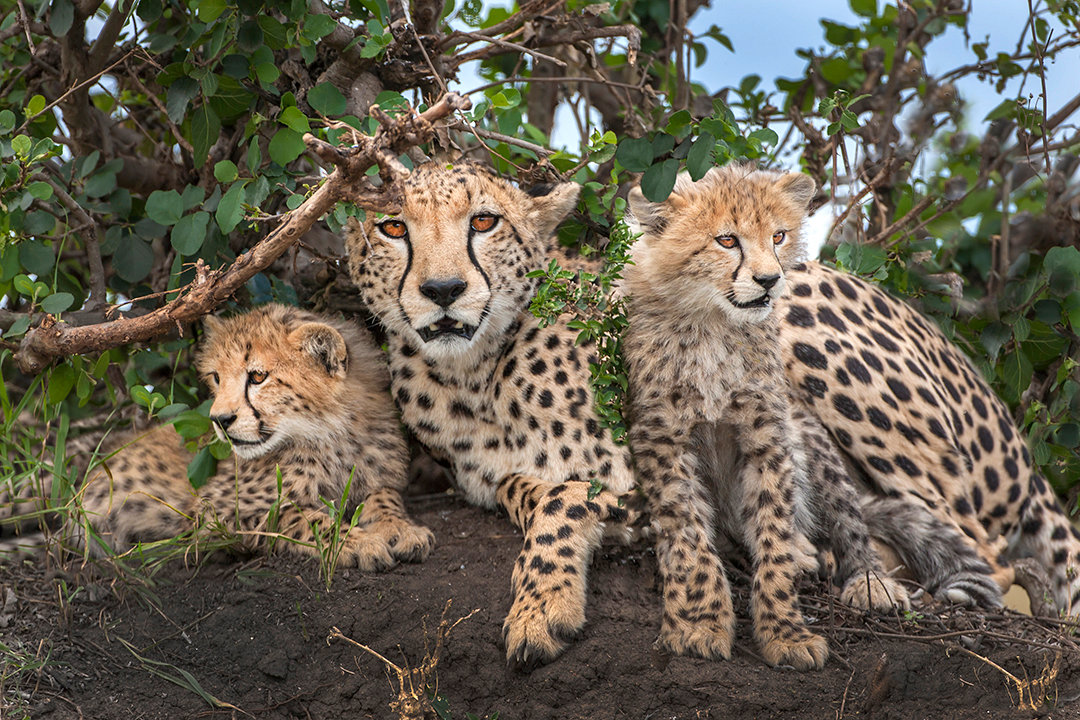 Cheetah family - Jim Zuckerman photography & photo tours
