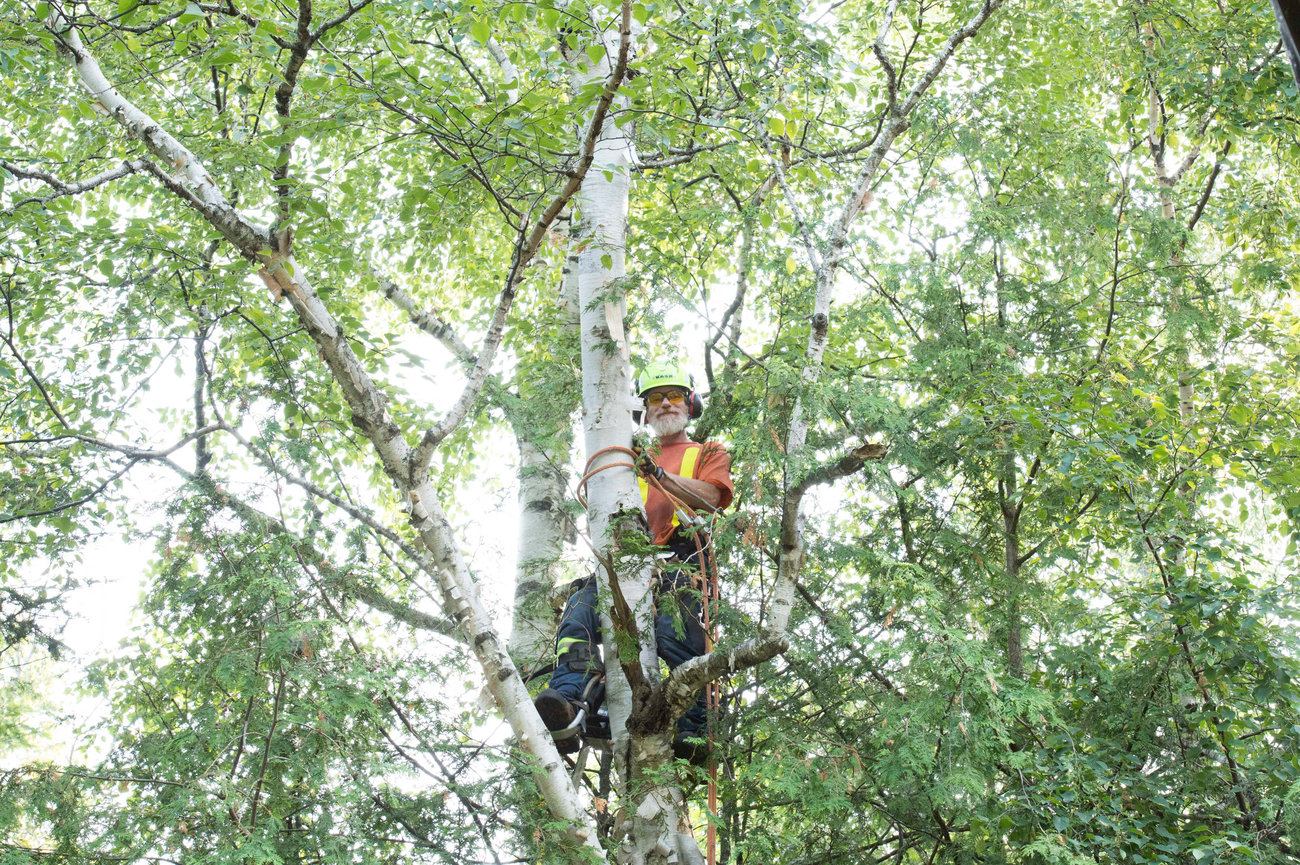 TREE CLIMBER - Fred Morton Photography