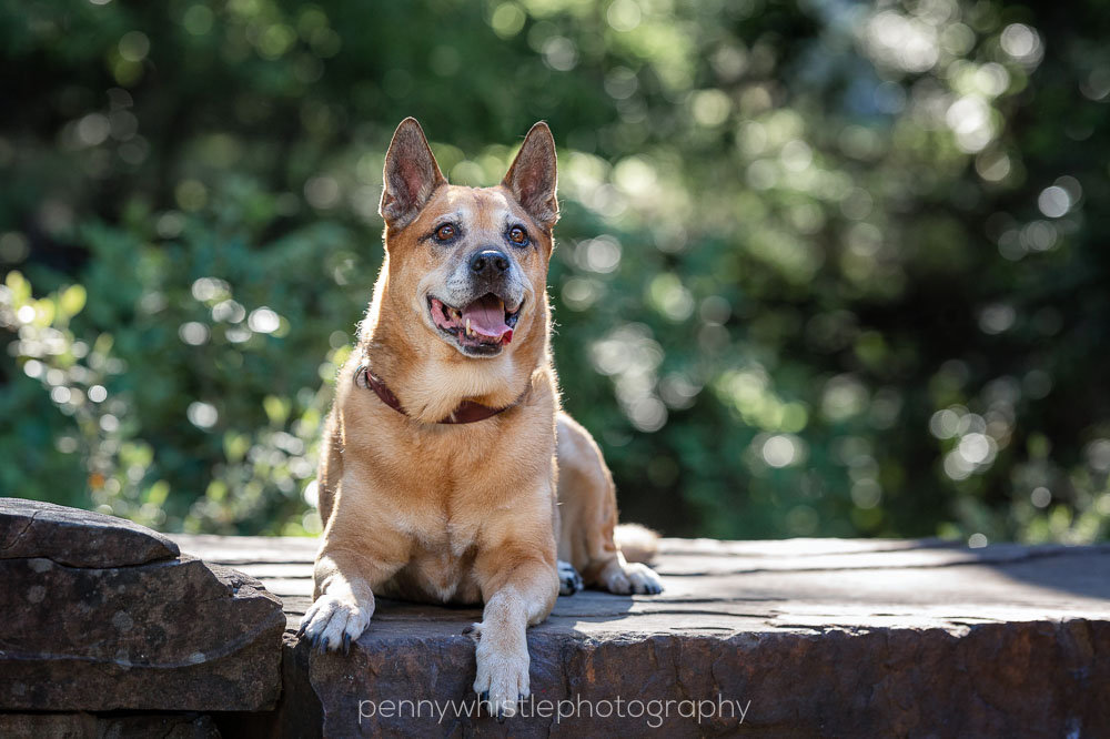 Senior Pet Photography Session
