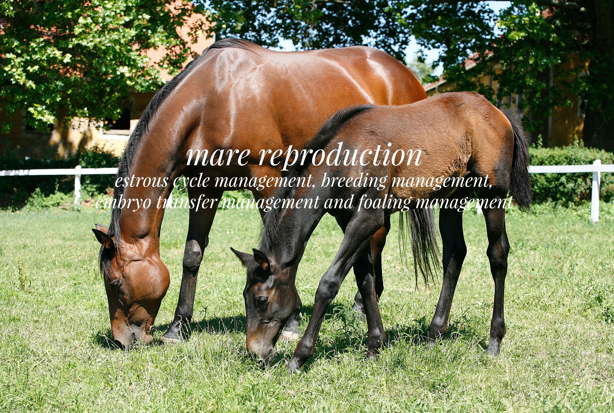 Stallion Reproduction | Equine Genie - Horse Business Management Software