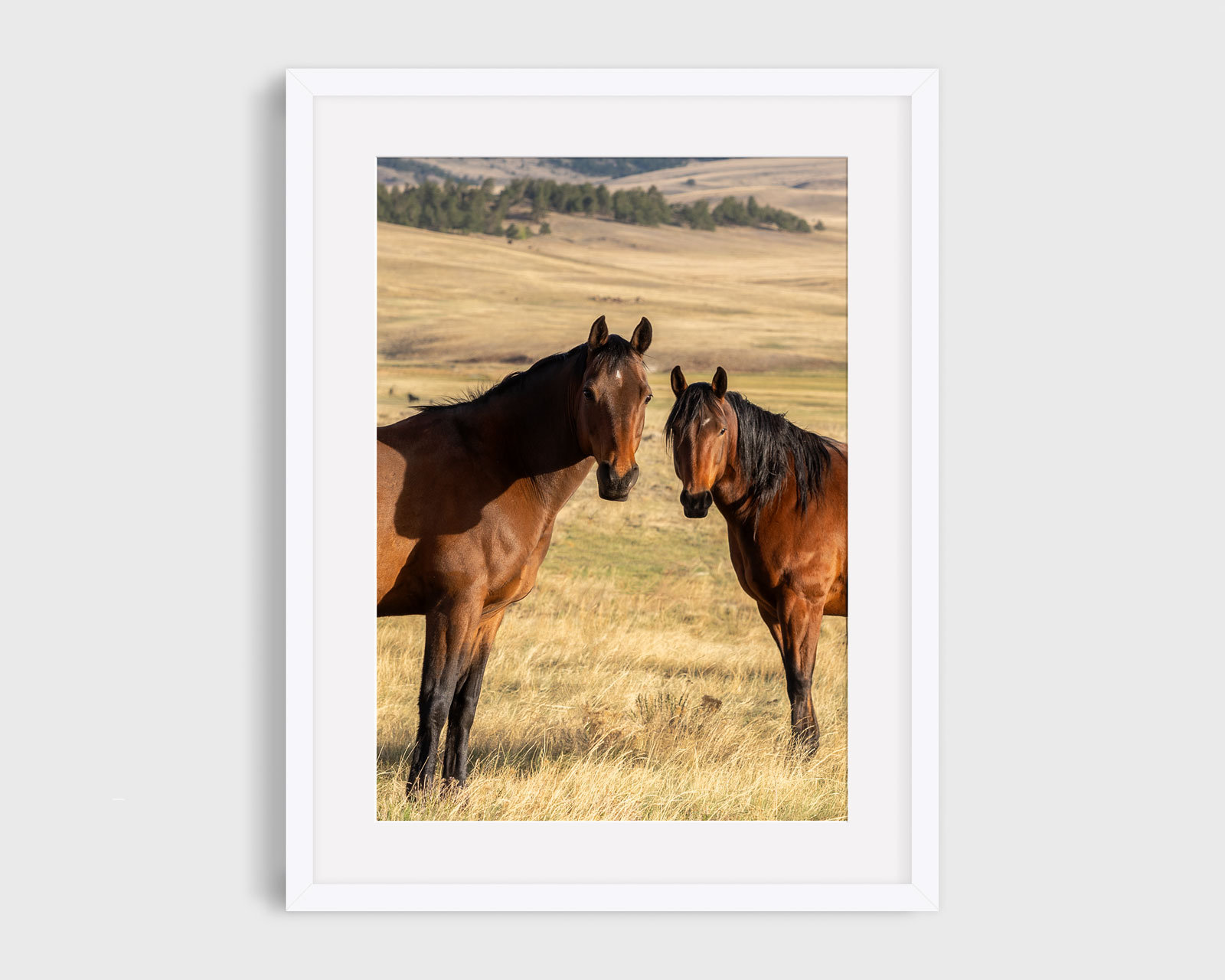 NEIGHBORLY HORSES - Christine Roth