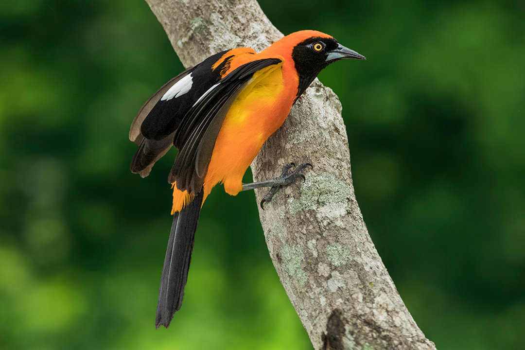 A brilliant Brazilian bird - Jim Zuckerman photography & photo tours