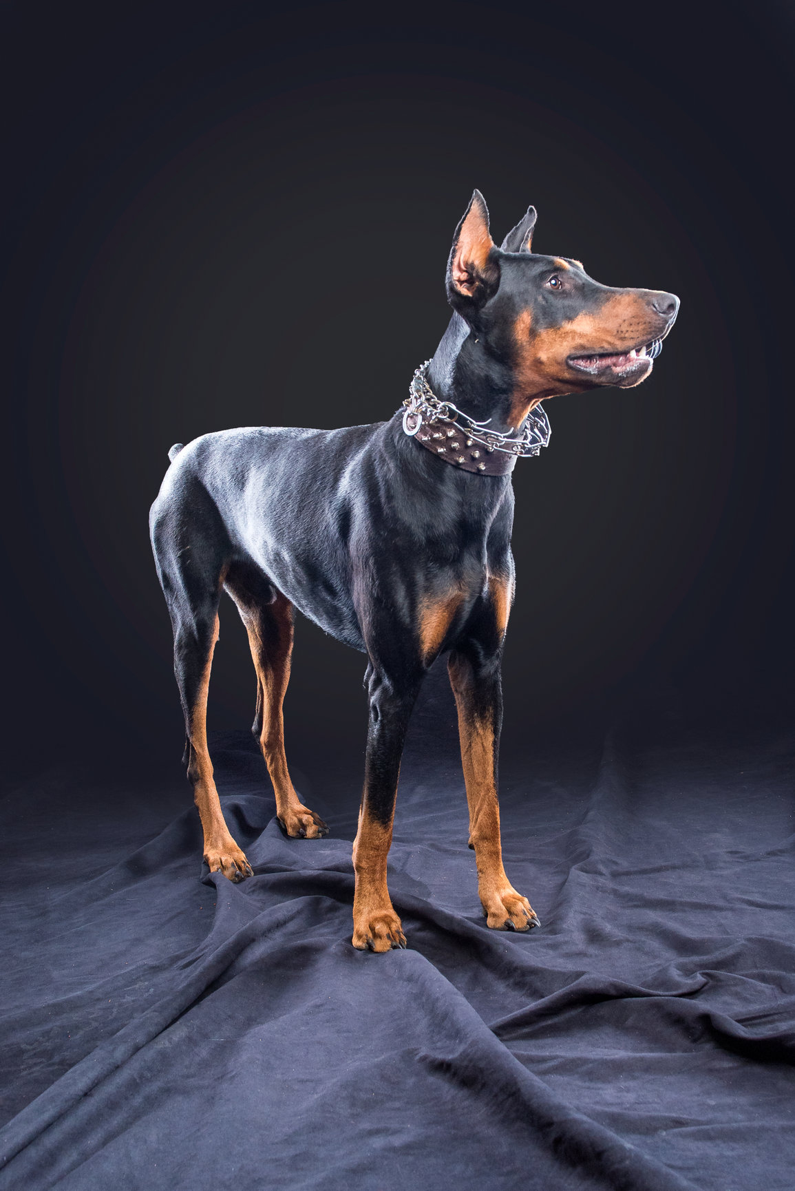 Doberman Portraits - Pet Photography