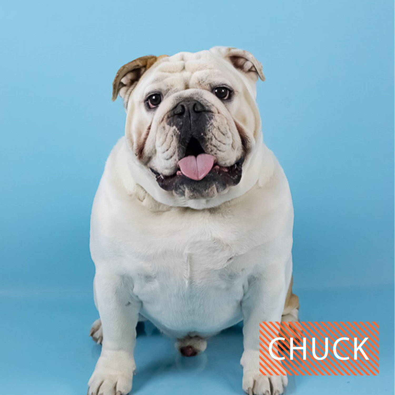 2023 POOCH RESULTS - Heidi Matson Photography