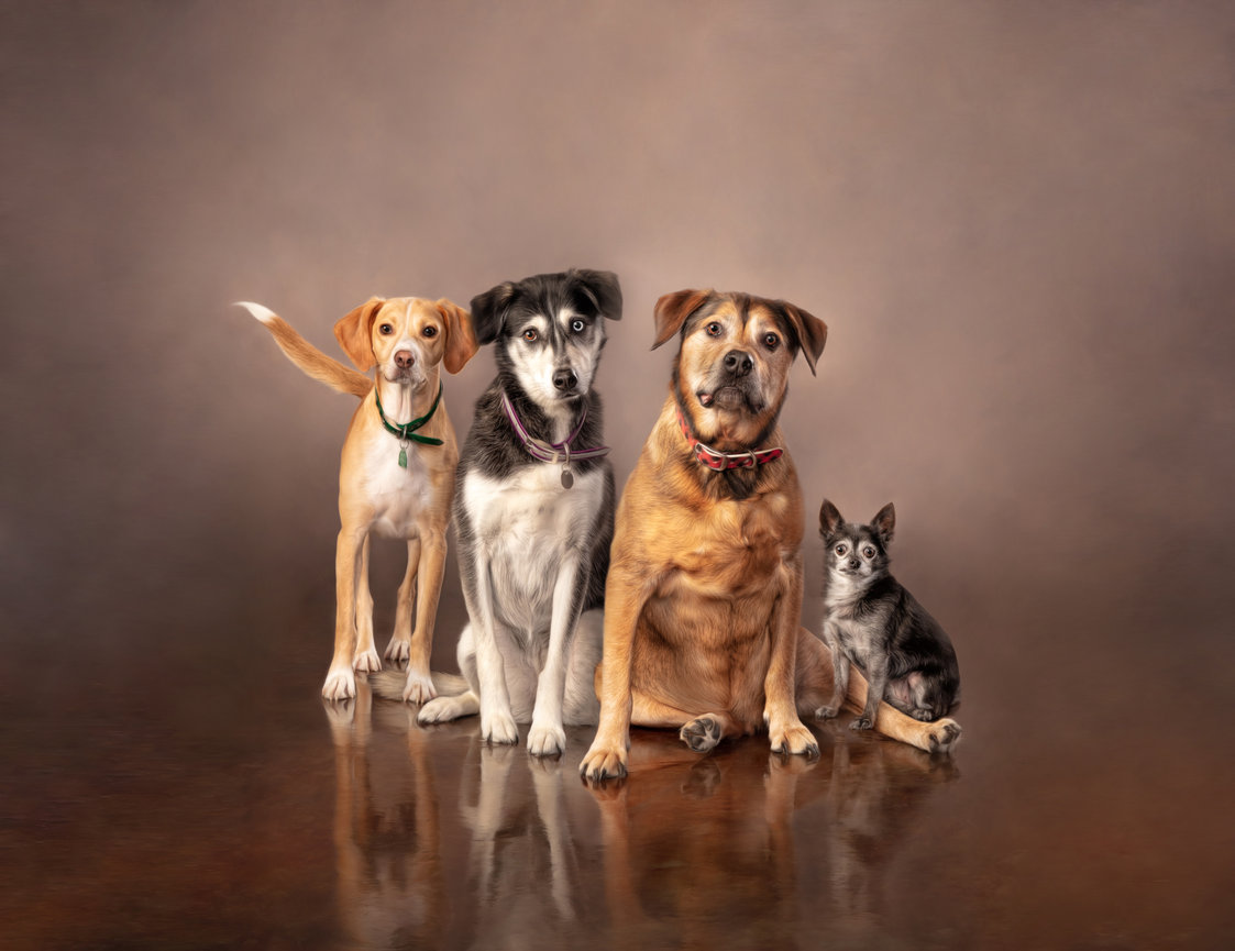 Furry Things | Castelo Portrait Art | Charleston, SC