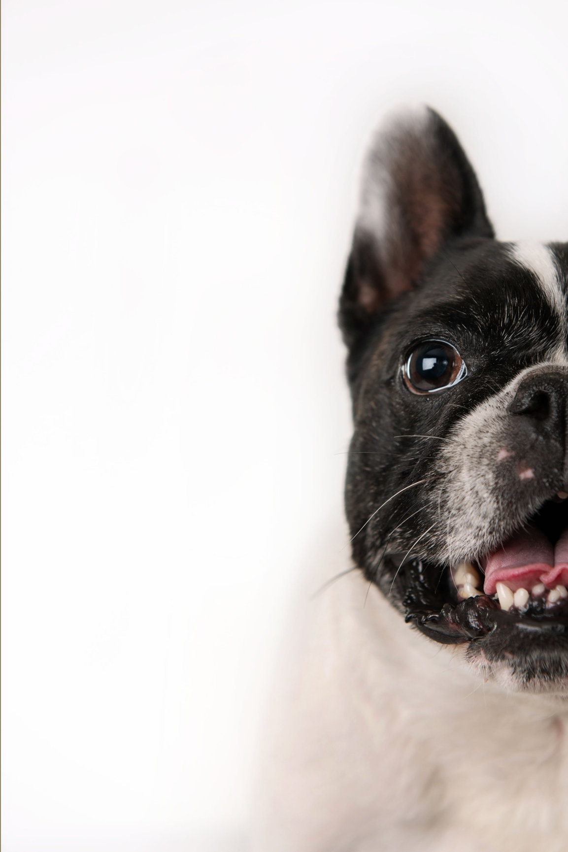 Ziggy & Zelda - Critter Collections by JSP Edmonton Pet Photographer