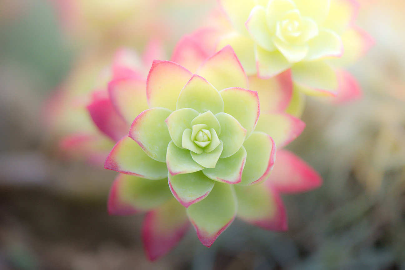 HOME | Susan Phelps Fine Art Flower PHOTOGRAPHY | WOKINGHAM