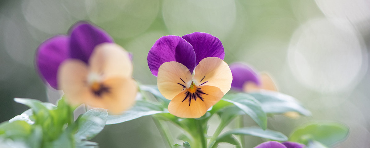 BLOG | Susan Phelps Photography | Wokingham