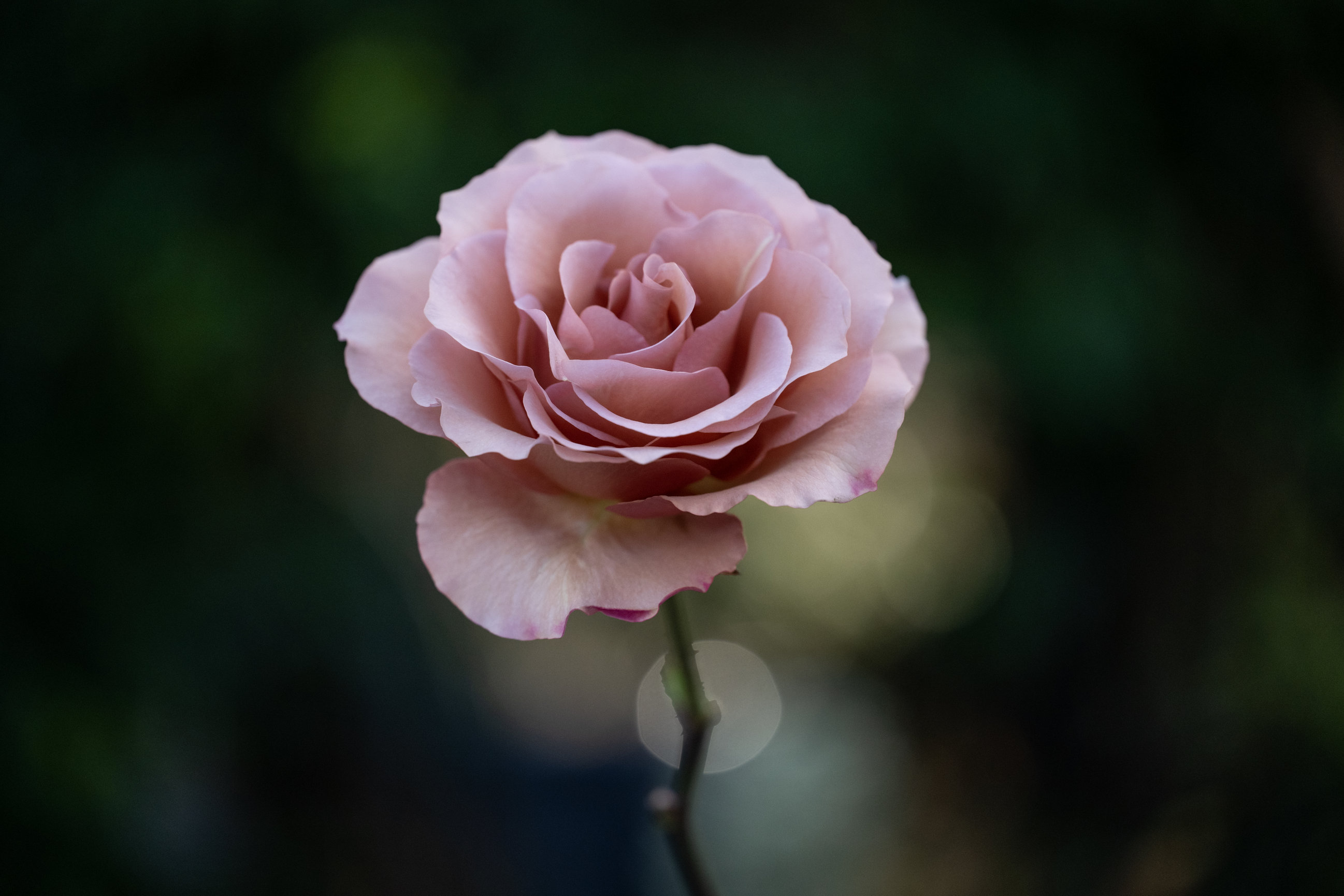 HOME | Susan Phelps Fine Art Flower PHOTOGRAPHY | WOKINGHAM