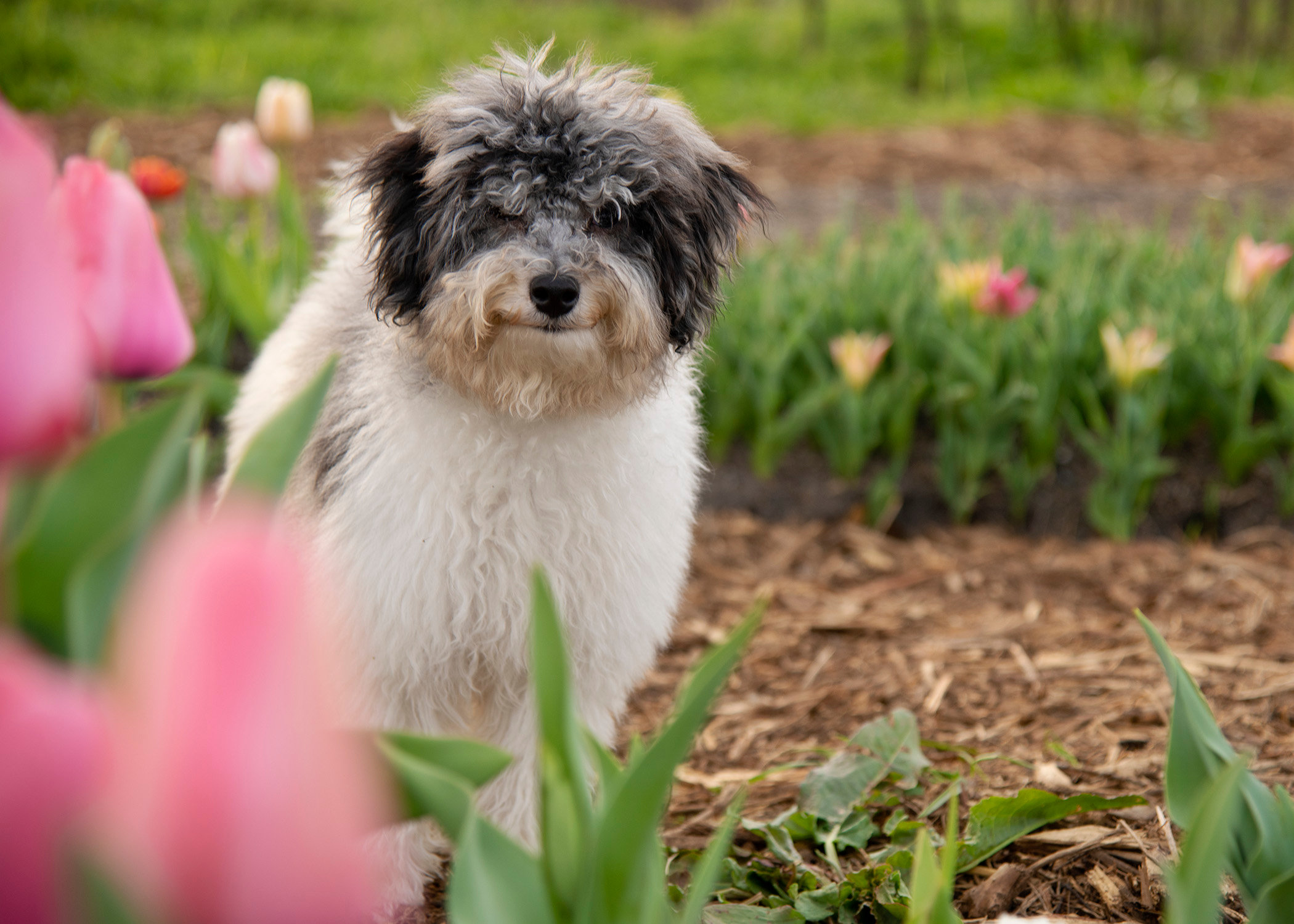 Flower Farm - Reflections by Rhiannon
