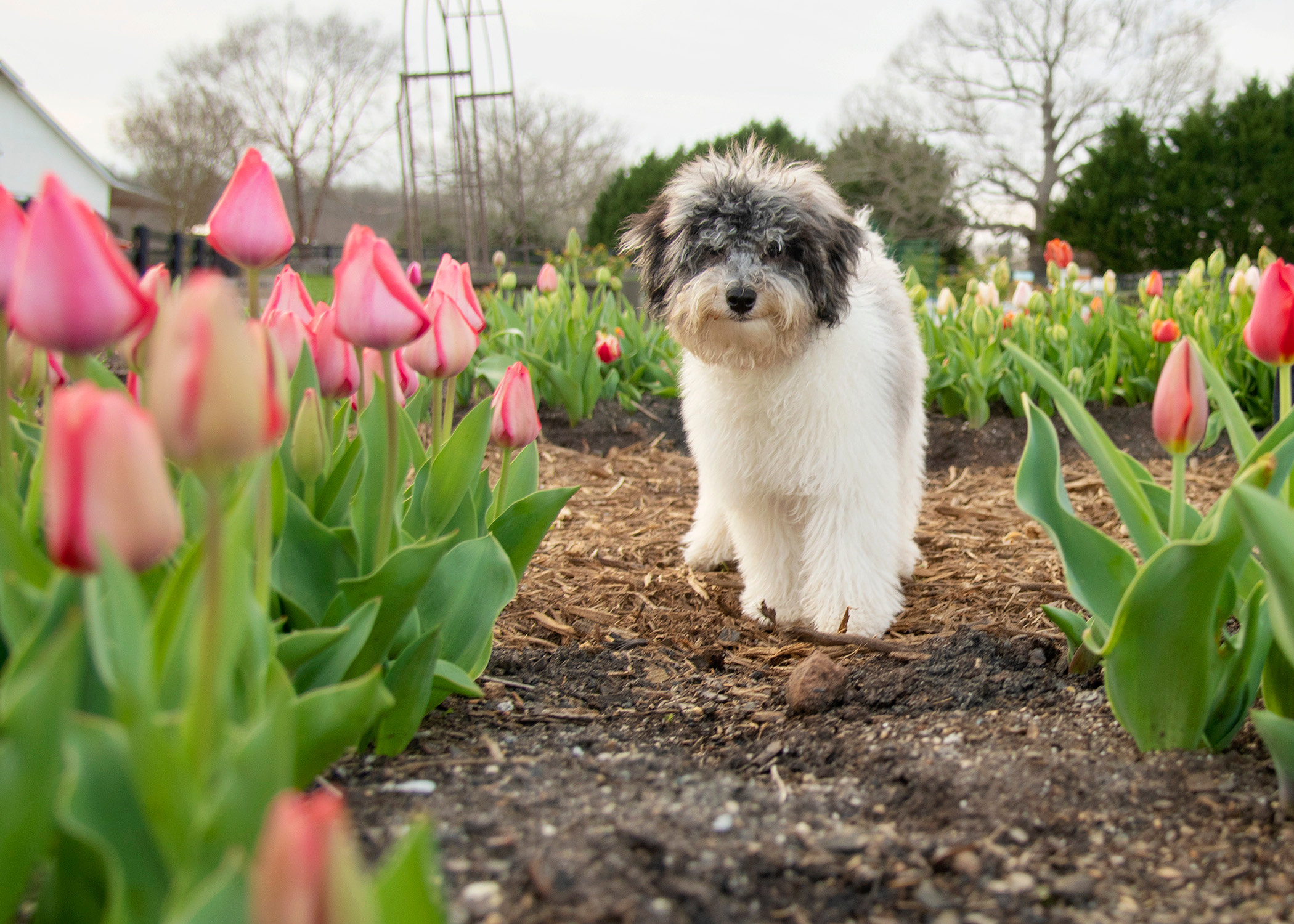 Flower Farm - Reflections by Rhiannon