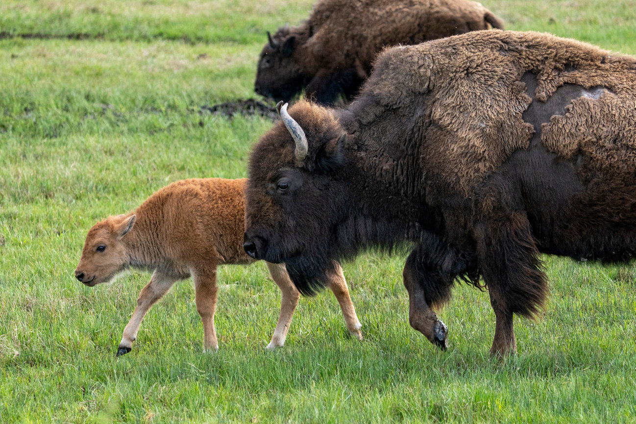 Yellowstone National Park in the Summer - Nature Exposed Tours